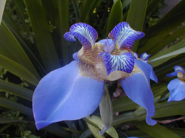 Flores azúles - Imagui